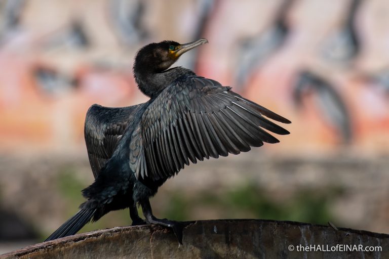 The Sea Ravens of Rome – David at the HALL of EINAR
