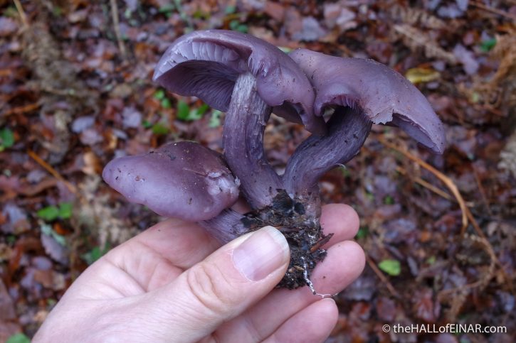Purple mushrooms on Dartmoor – David at the HALL of EINAR