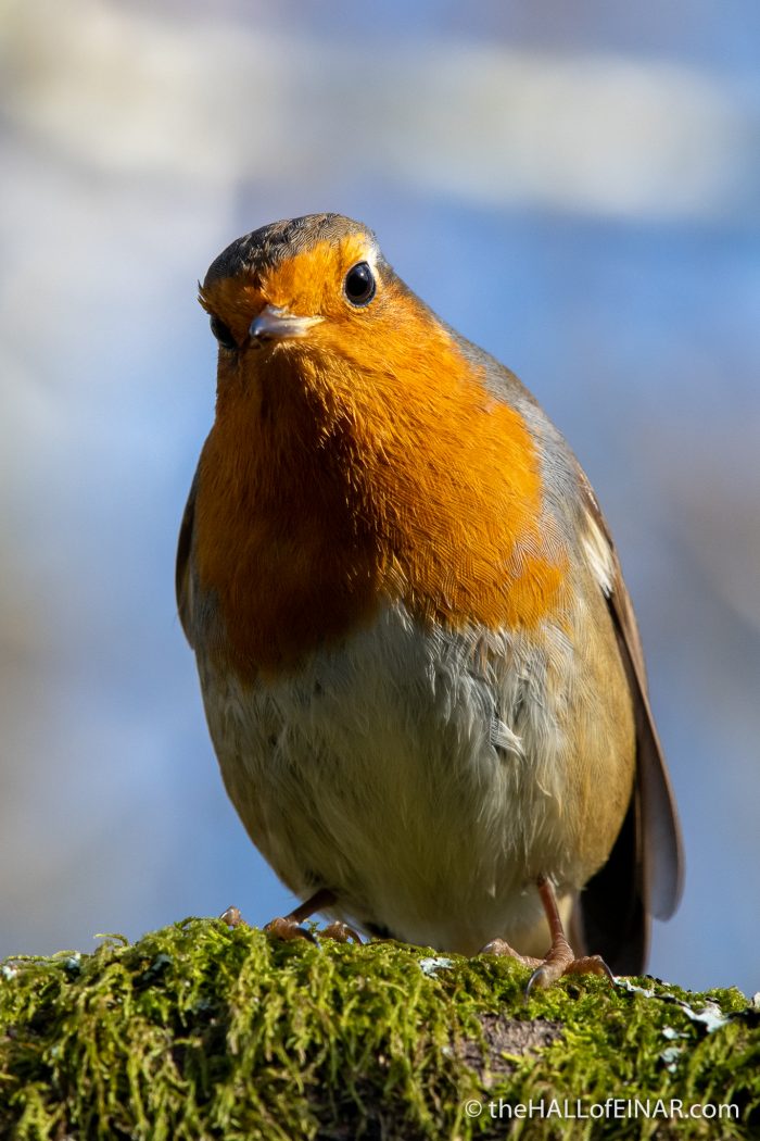 Robin – Stover – The Hall of Einar – photograph (c) David Bailey (not ...