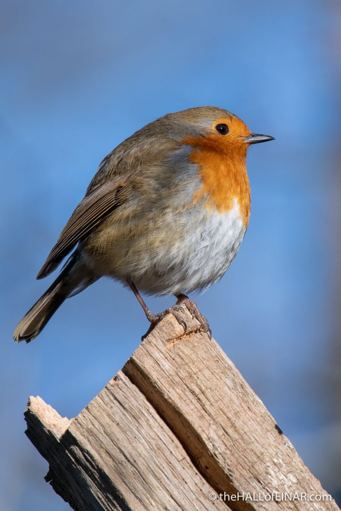 Robin – Stover – The Hall of Einar – photograph (c) David Bailey (not ...