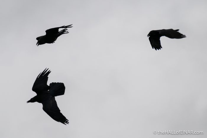 The Three Ravens – David at the HALL of EINAR