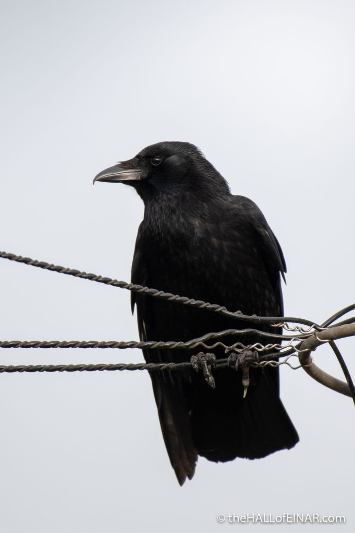 The Three Ravens – David at the HALL of EINAR