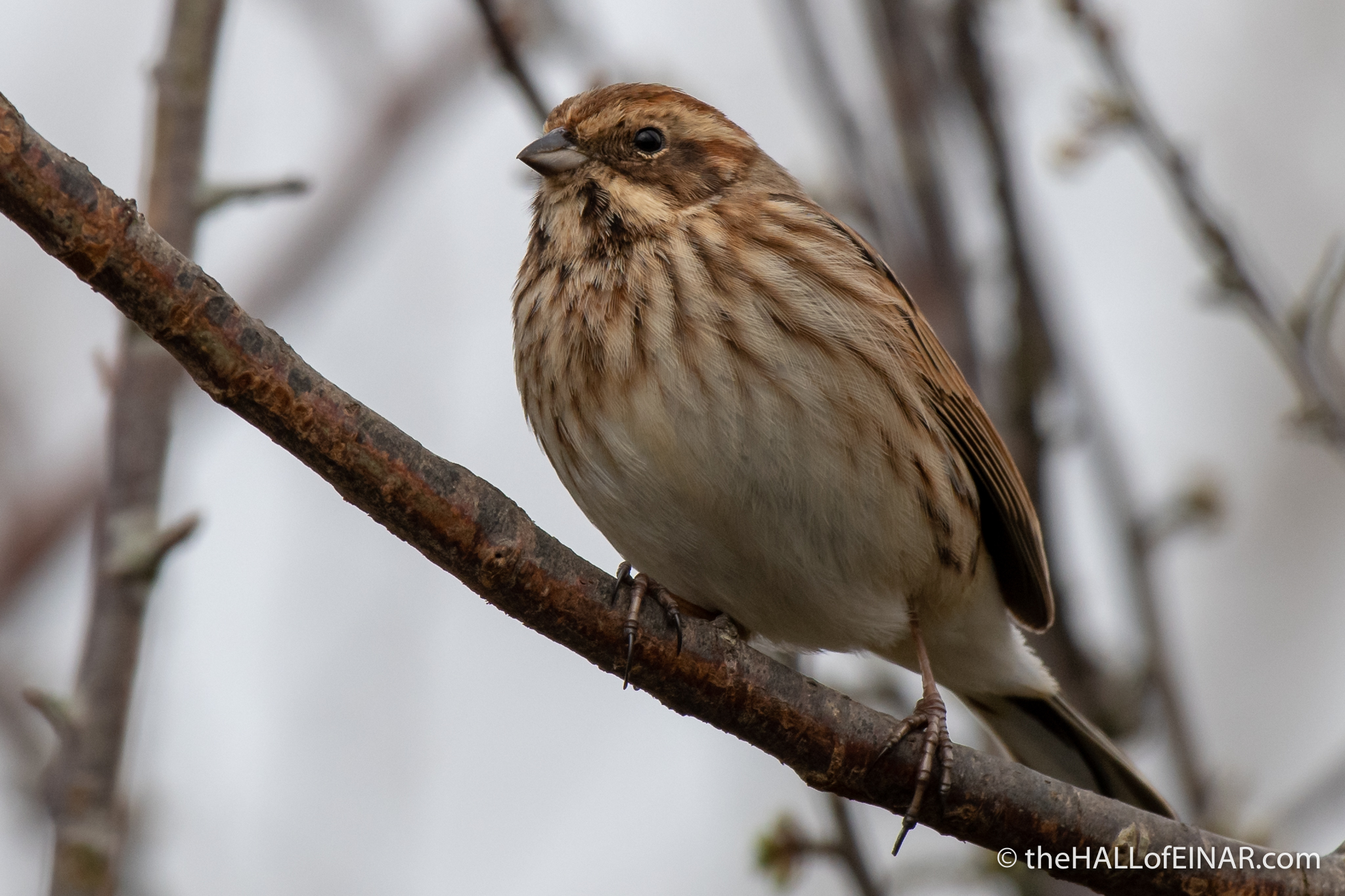 Reed Bunting – Seaton – The Hall of Einar – photograph (c) David Bailey ...
