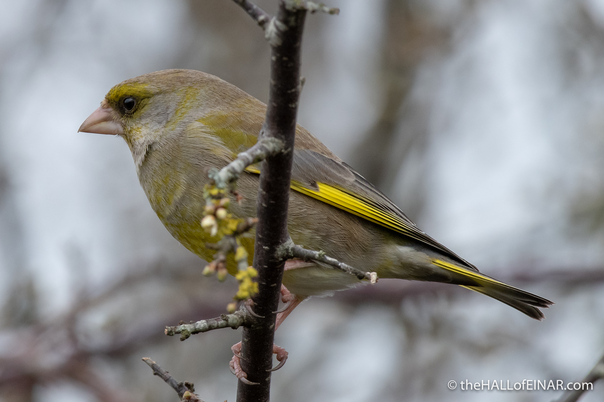 Greenfinches at Seaton Wetlands – David at the HALL of EINAR