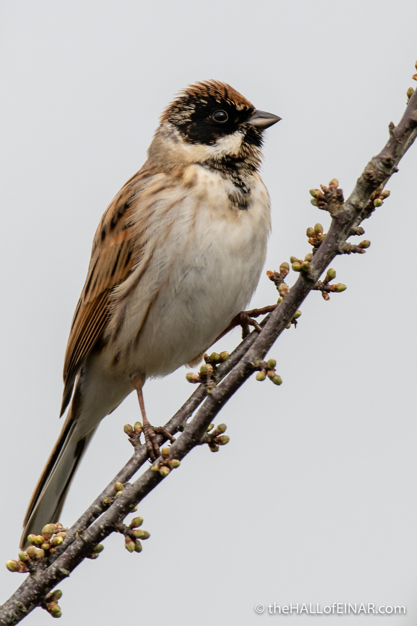 Reed Bunting – Seaton – The Hall of Einar – photograph (c) David Bailey ...