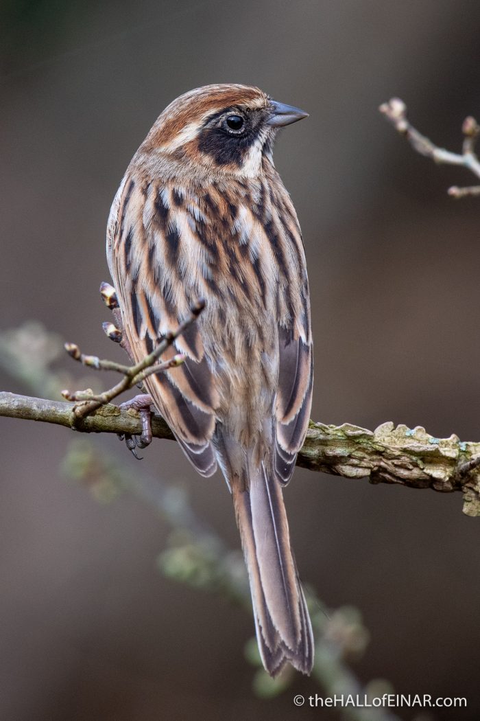 Reed Buntings at Seaton Wetlands – David at the HALL of EINAR