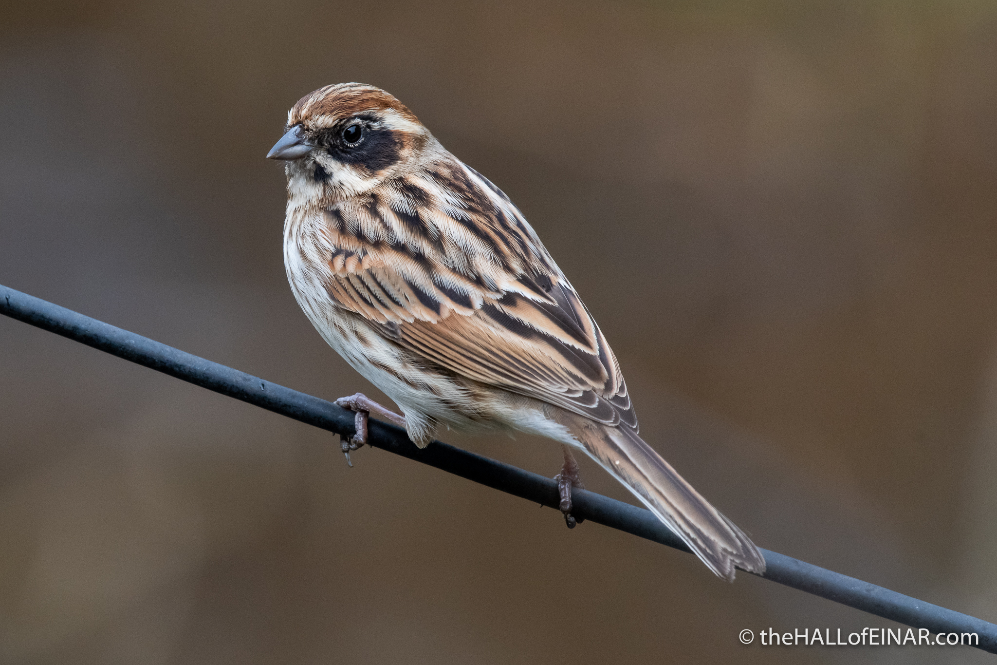Reed Bunting – Seaton – The Hall of Einar – photograph (c) David Bailey ...