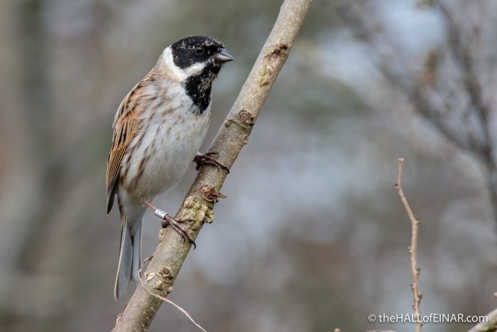 Reed Buntings at Seaton Wetlands – David at the HALL of EINAR