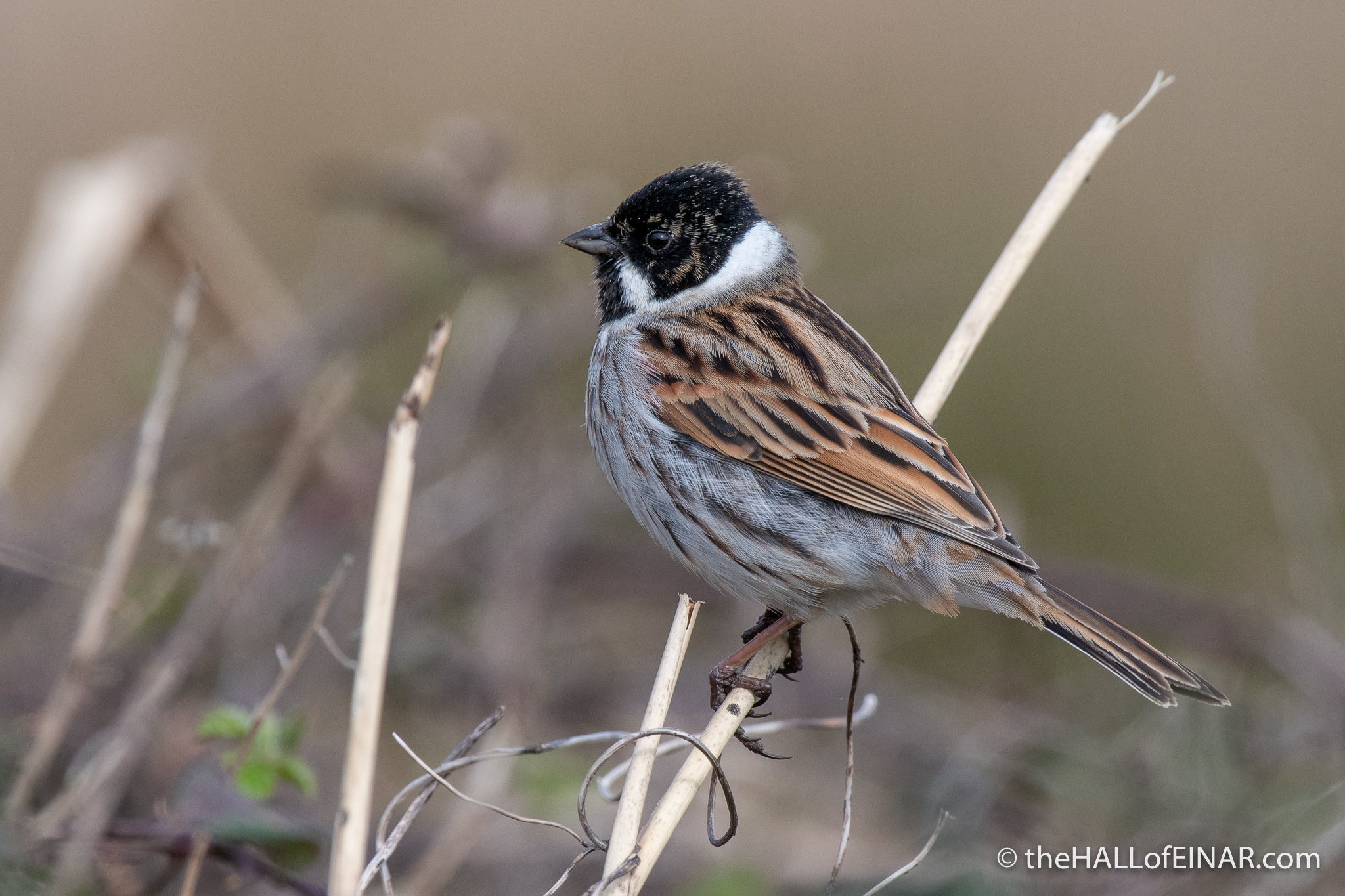 Reed Buntings at Seaton Wetlands – David at the HALL of EINAR