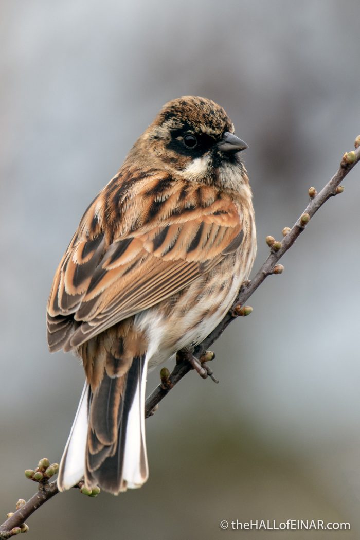 Reed Bunting – Seaton – The Hall of Einar – photograph (c) David Bailey ...