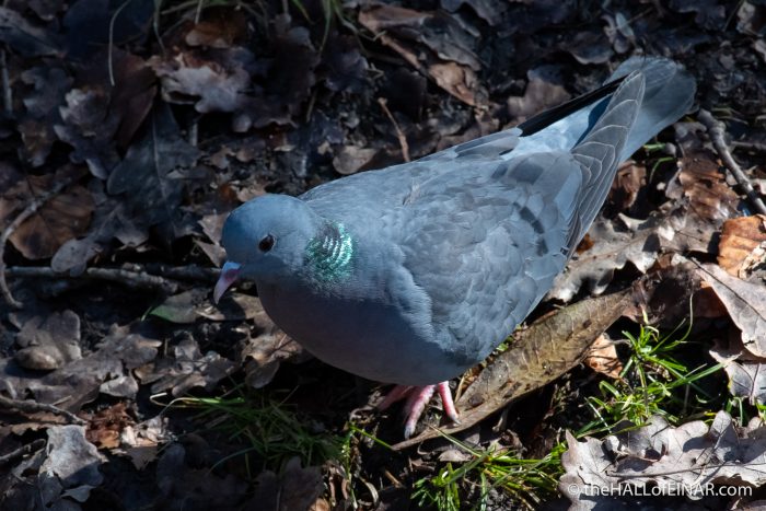 Is this the most invisible bird in Britain? – David at the HALL of EINAR