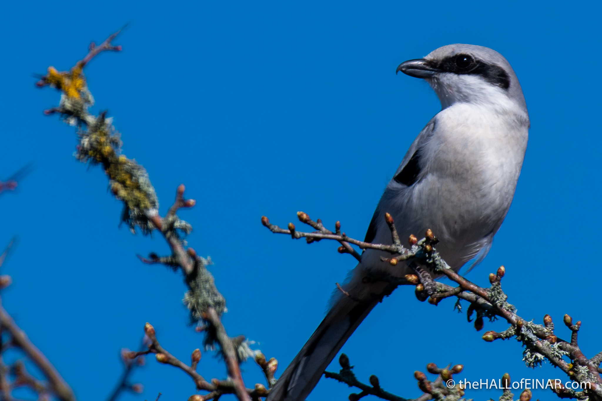 The Great Grey Shrike of Emsworthy Mire – David at the HALL of EINAR