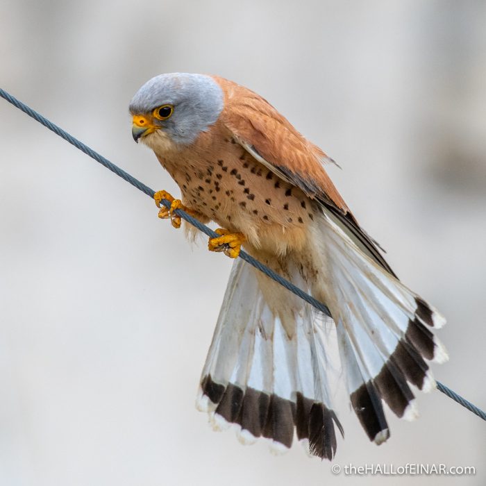 The Lesser Kestrels of Matera #10 – David at the HALL of EINAR
