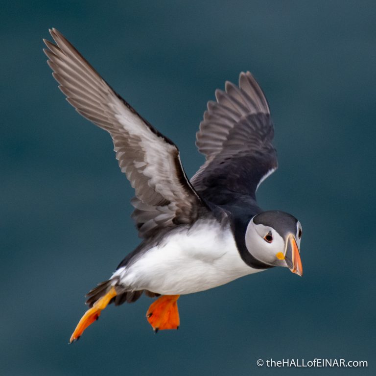 Bempton birds – Cousin Puffin and the Ancestral Auk – David at the HALL ...