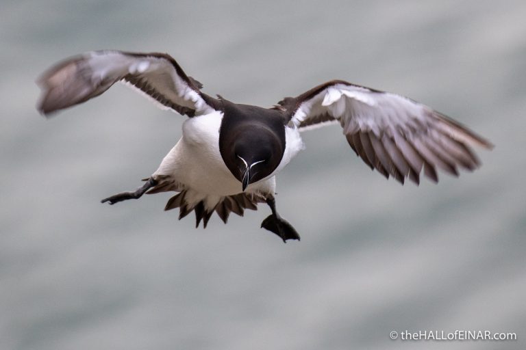 Bempton birds – Cousin Puffin and the Ancestral Auk – David at the HALL ...