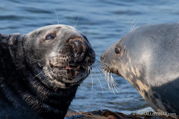 Have you seen a male Grey Seal? – David at the HALL of EINAR