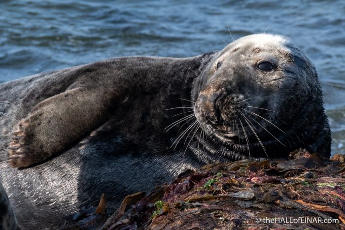 Have you seen a male Grey Seal? – David at the HALL of EINAR