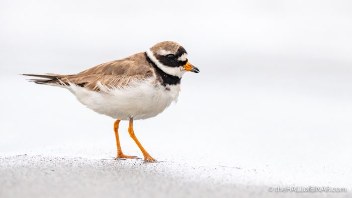 Ringed Plover – The Hall of Einar – photograph (c) David Bailey – David ...