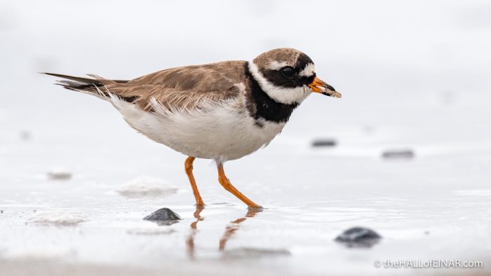 Ringed Plover – The Hall of Einar – photograph (c) David Bailey – David ...