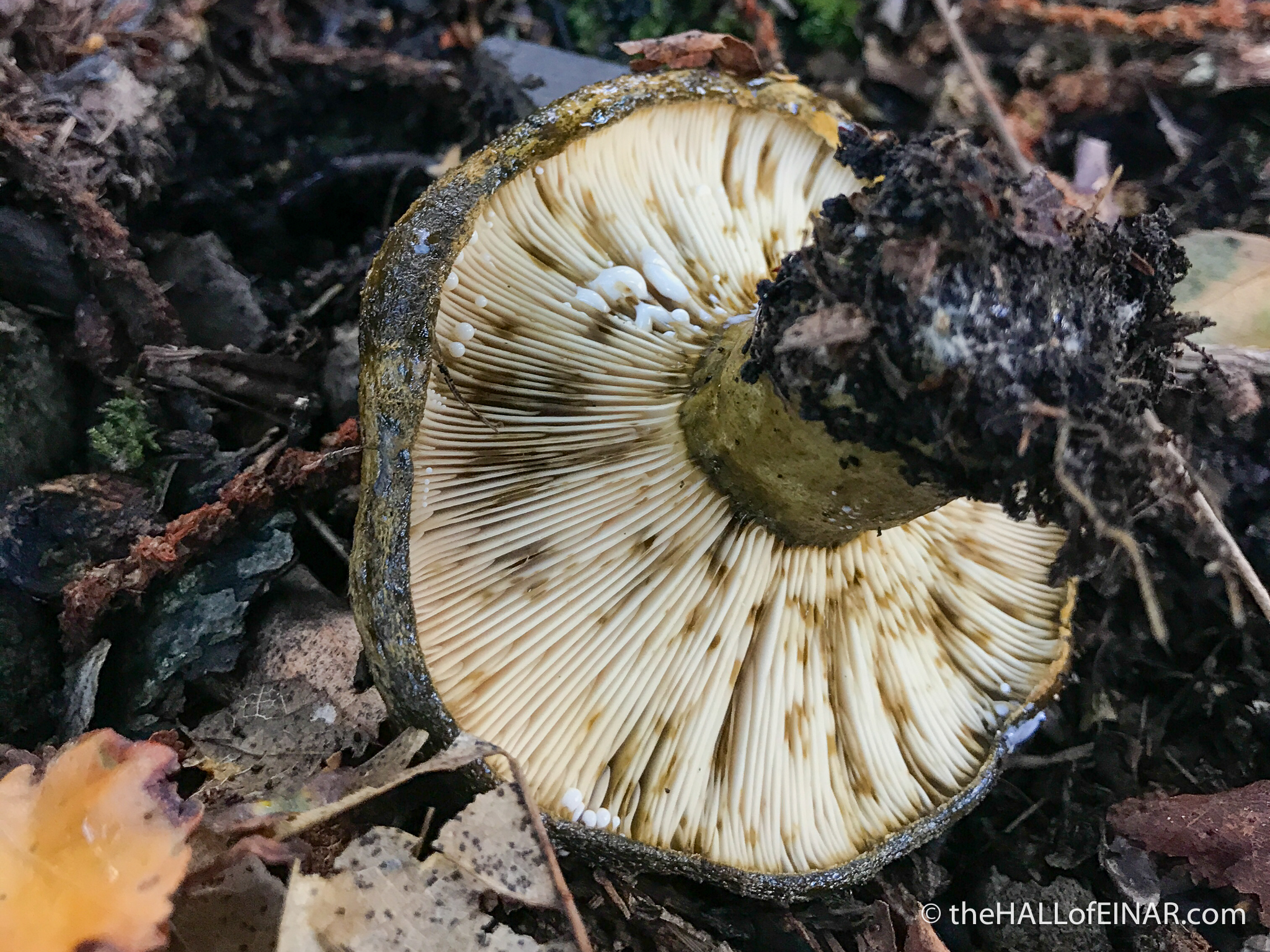 False Death Caps and Ugly Milkcaps – David at the HALL of EINAR