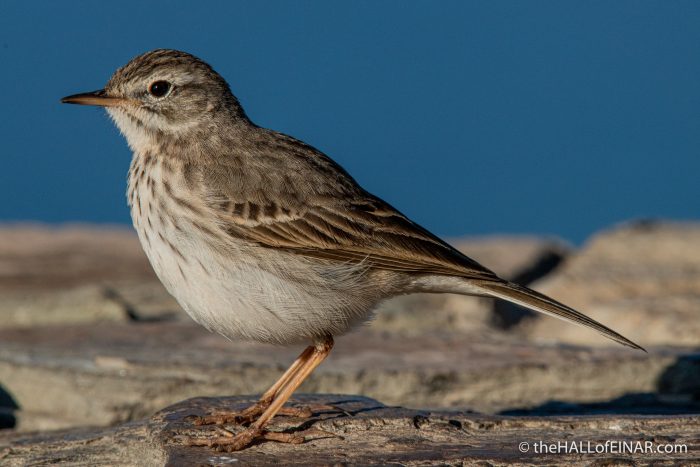 Pipit on parade – David at the HALL of EINAR