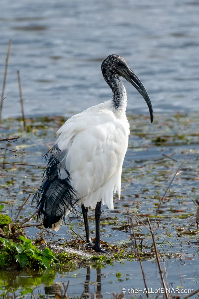 Egyptian Ibis mummy – David at the HALL of EINAR