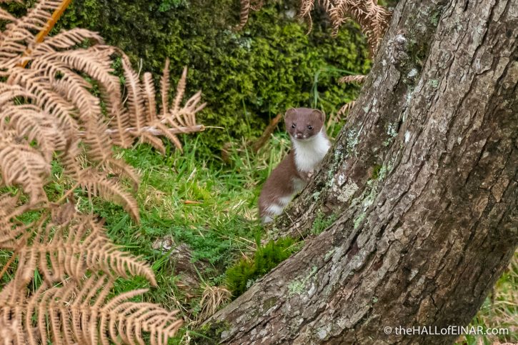 Emsworthy Mire Revisited – David at the HALL of EINAR