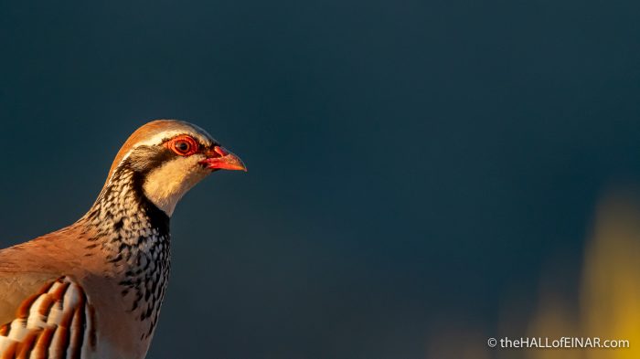 Red-Legged Partridge up the mountain – David at the HALL of EINAR
