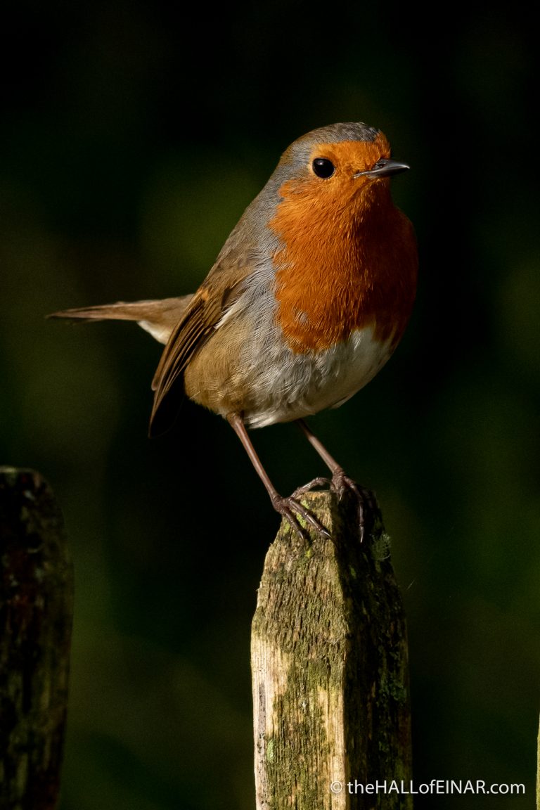 Robins – a classic gateway drug to hardcore nature appreciation – David ...
