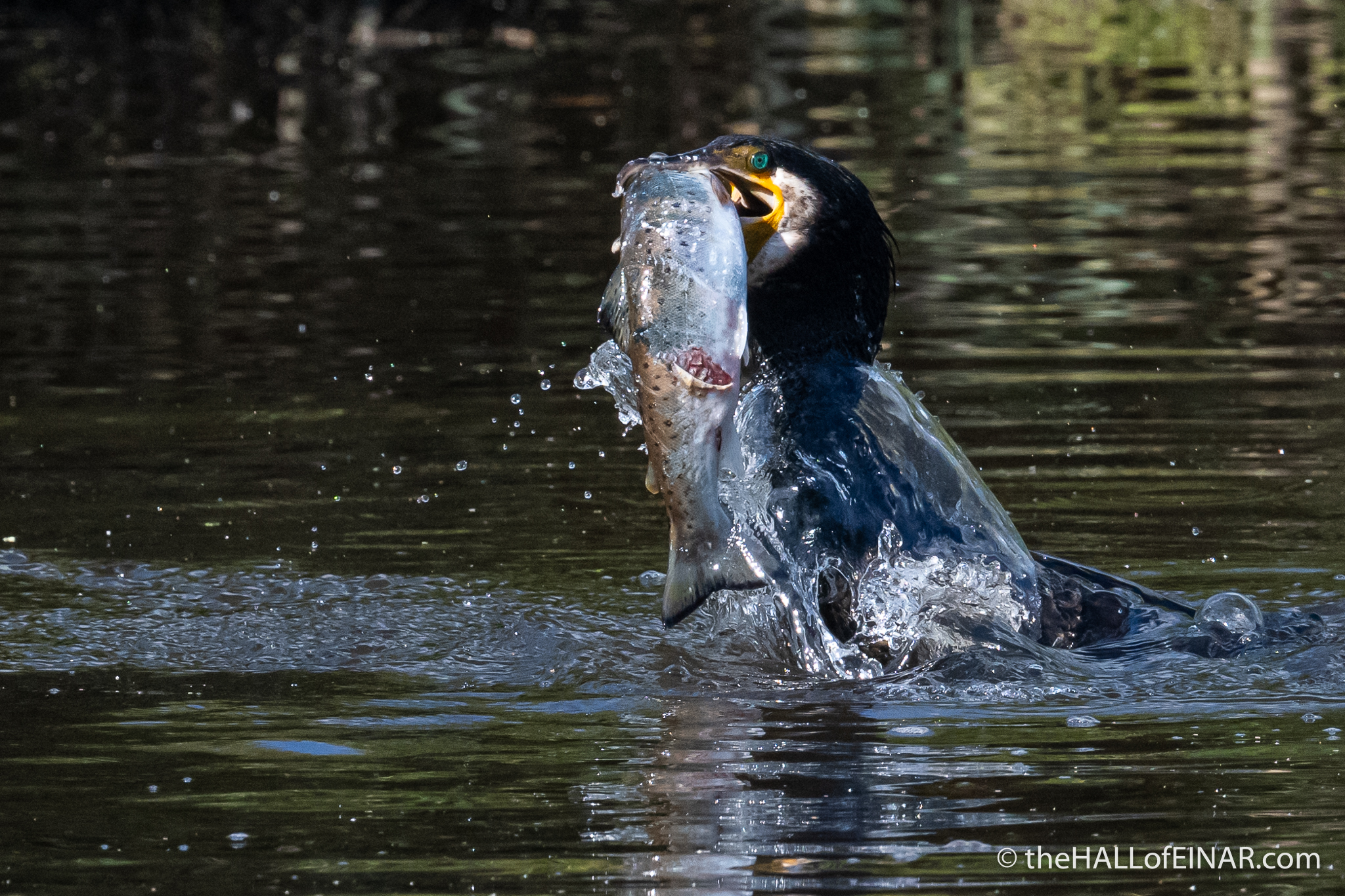 The Cormorant at the Quay – David at the HALL of EINAR