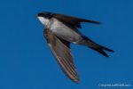 Swifts, Swallows, House Martins and Sand Martins – how do you tell them ...