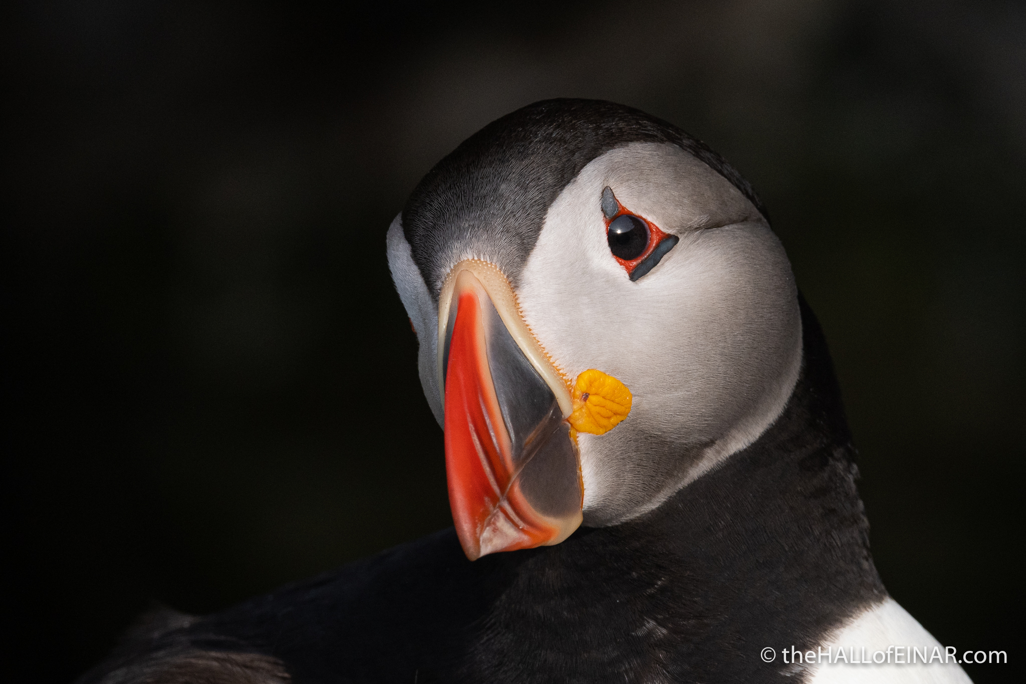 Puffins, Japanese TV and Monk and chips – David at the HALL of EINAR
