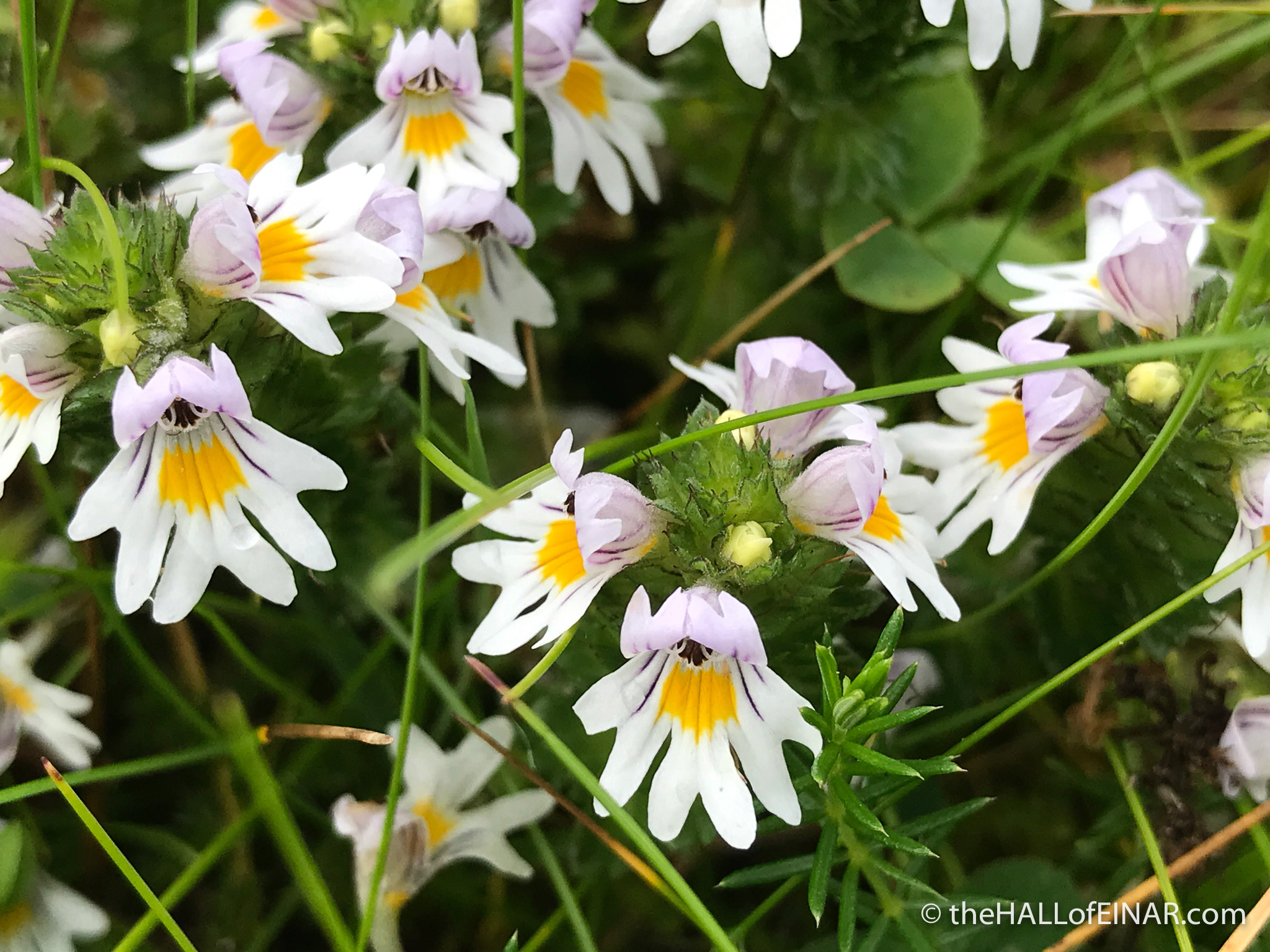 Eyebright – David at the HALL of EINAR