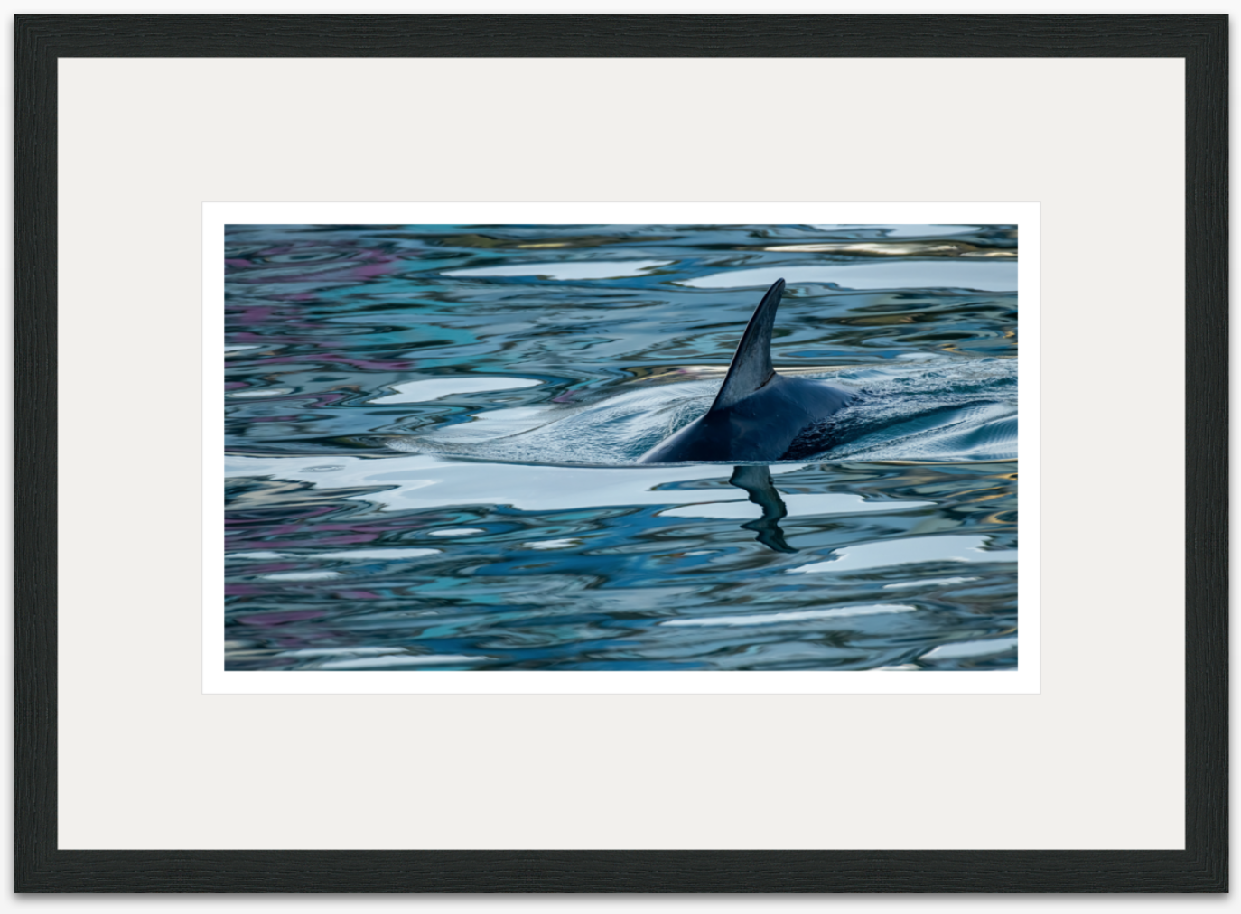 71 x 40cm Dolphin Reflections – The Hall of Einar – David at the HALL ...
