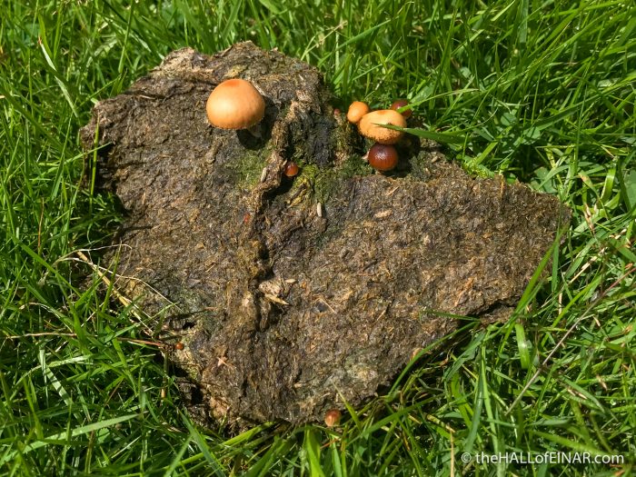 The riches of Dartmoor dung – David at the HALL of EINAR