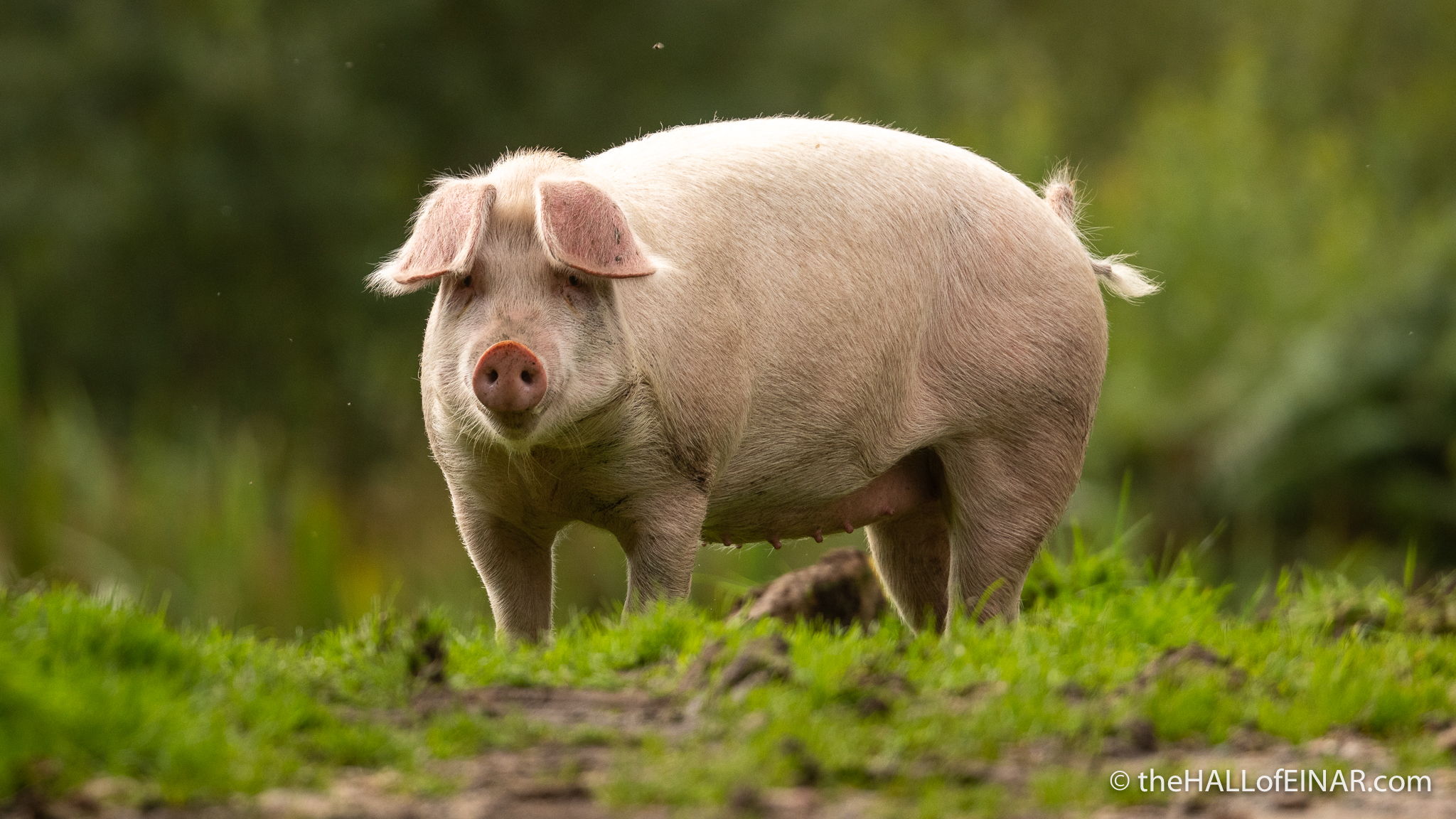 A pig stretching its legs – David at the HALL of EINAR