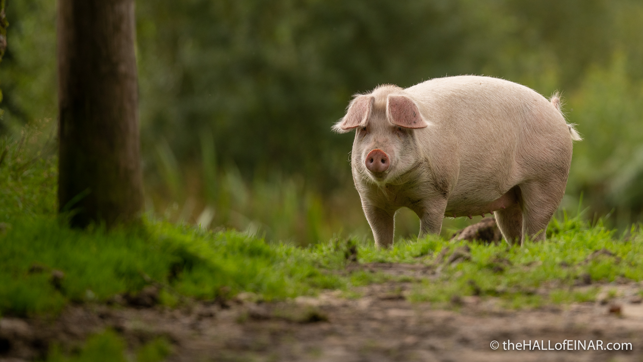 A pig stretching its legs – David at the HALL of EINAR