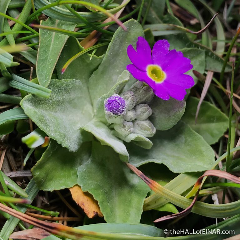 Scottish Primroses – David at the HALL of EINAR