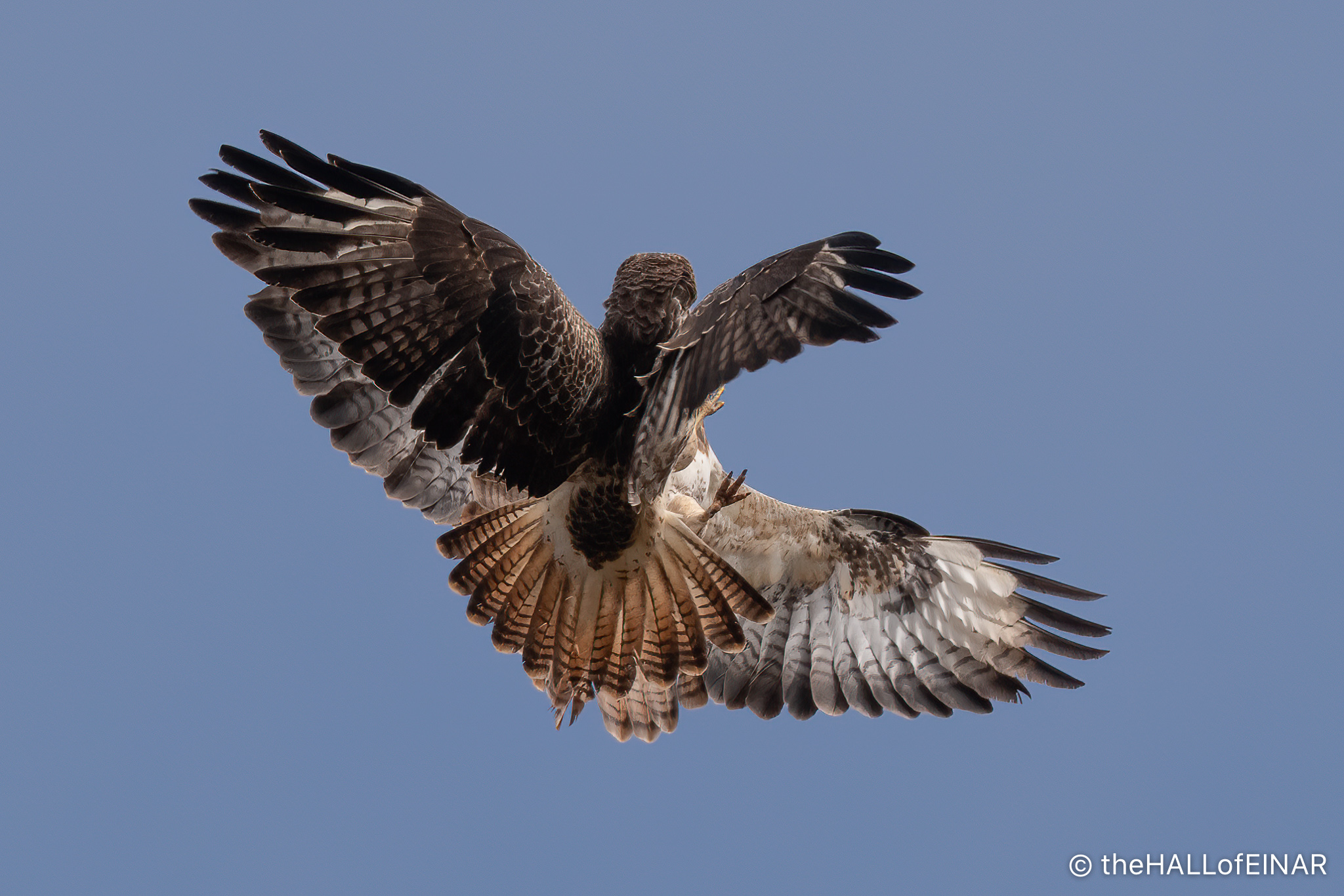 Spectacular Buzzard mating display – David at the HALL of EINAR