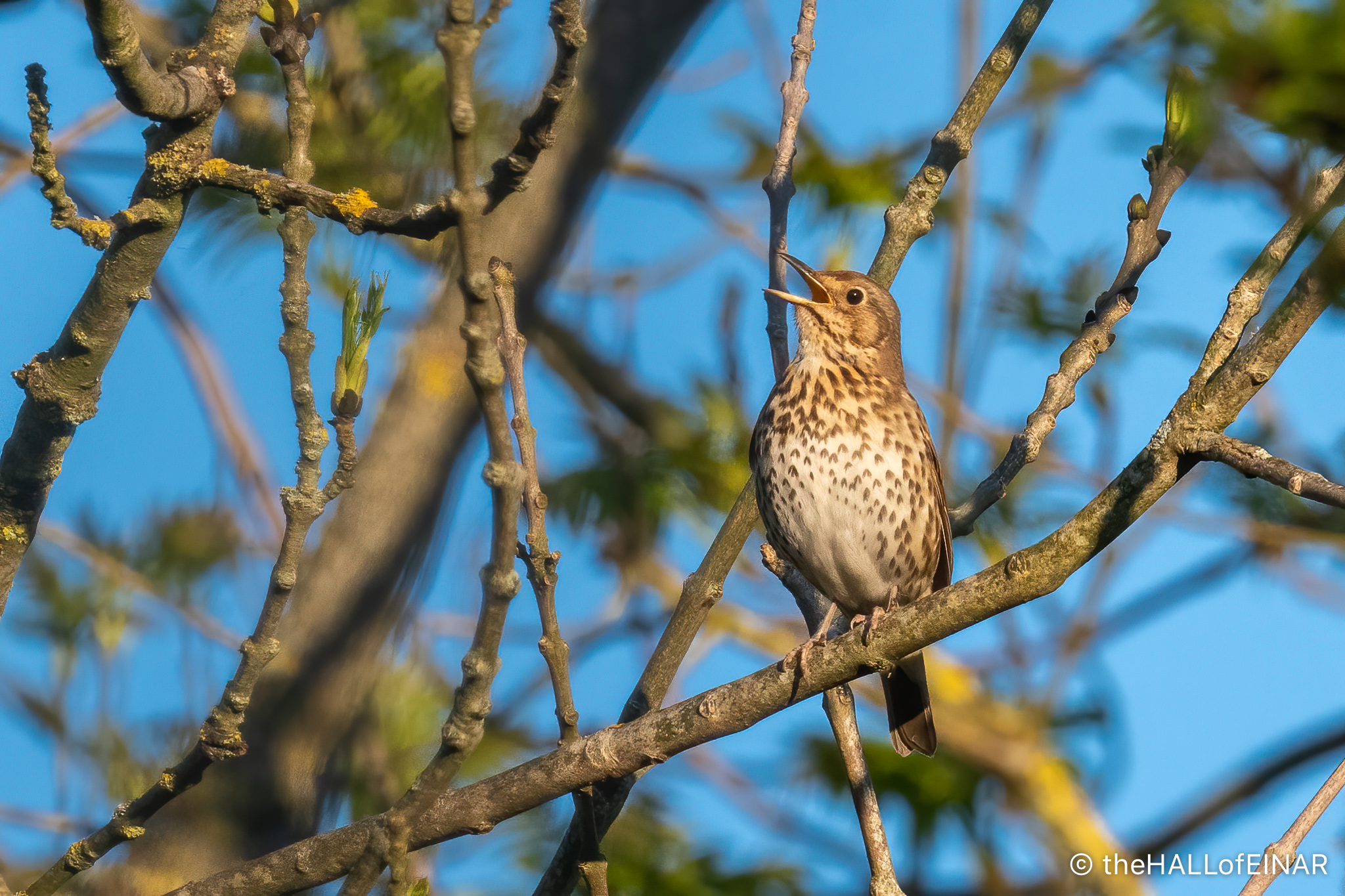Song Thrush – The Hall of Einar – photograph (c) David Bailey (not the ...