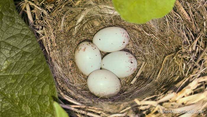 Linnet nest – The Hall of Einar – photograph (c) David Bailey (not the ...