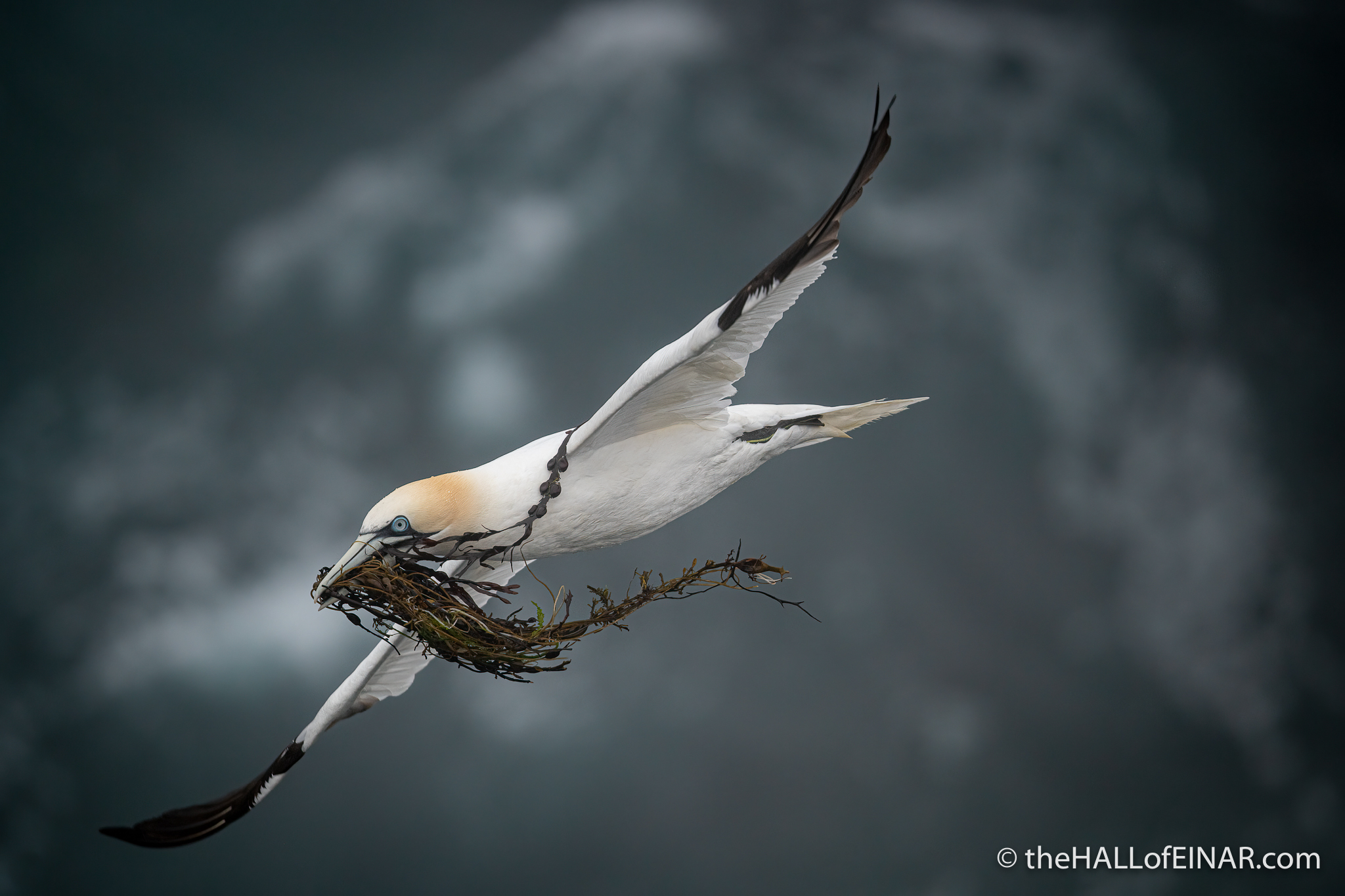 Noup in the mist – David at the HALL of EINAR