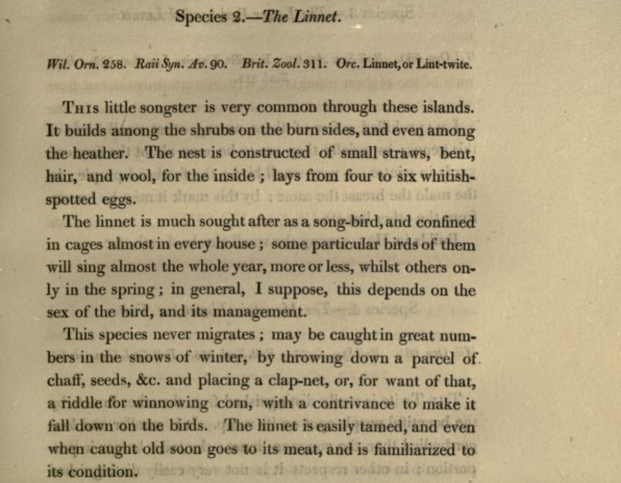 Lovely Linnets in the garden – David at the HALL of EINAR