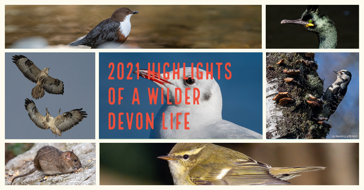 2021 highlights of a wilder Devon life – part 1 – David at the HALL of ...