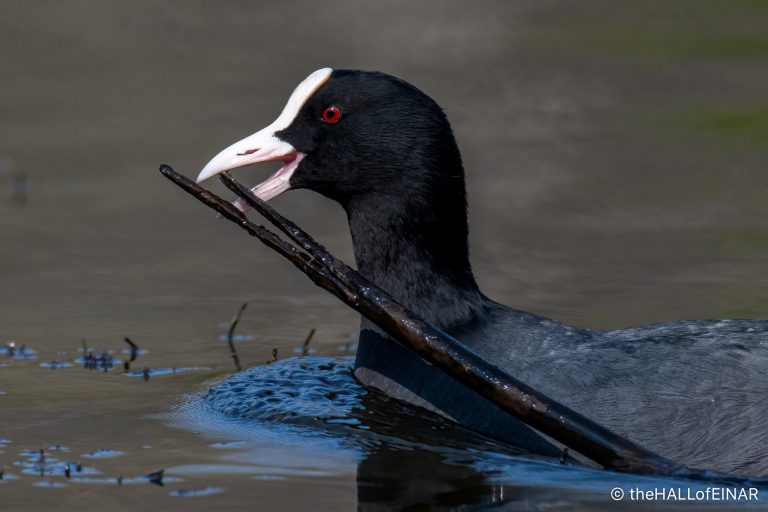 Nesting Coot – David at the HALL of EINAR