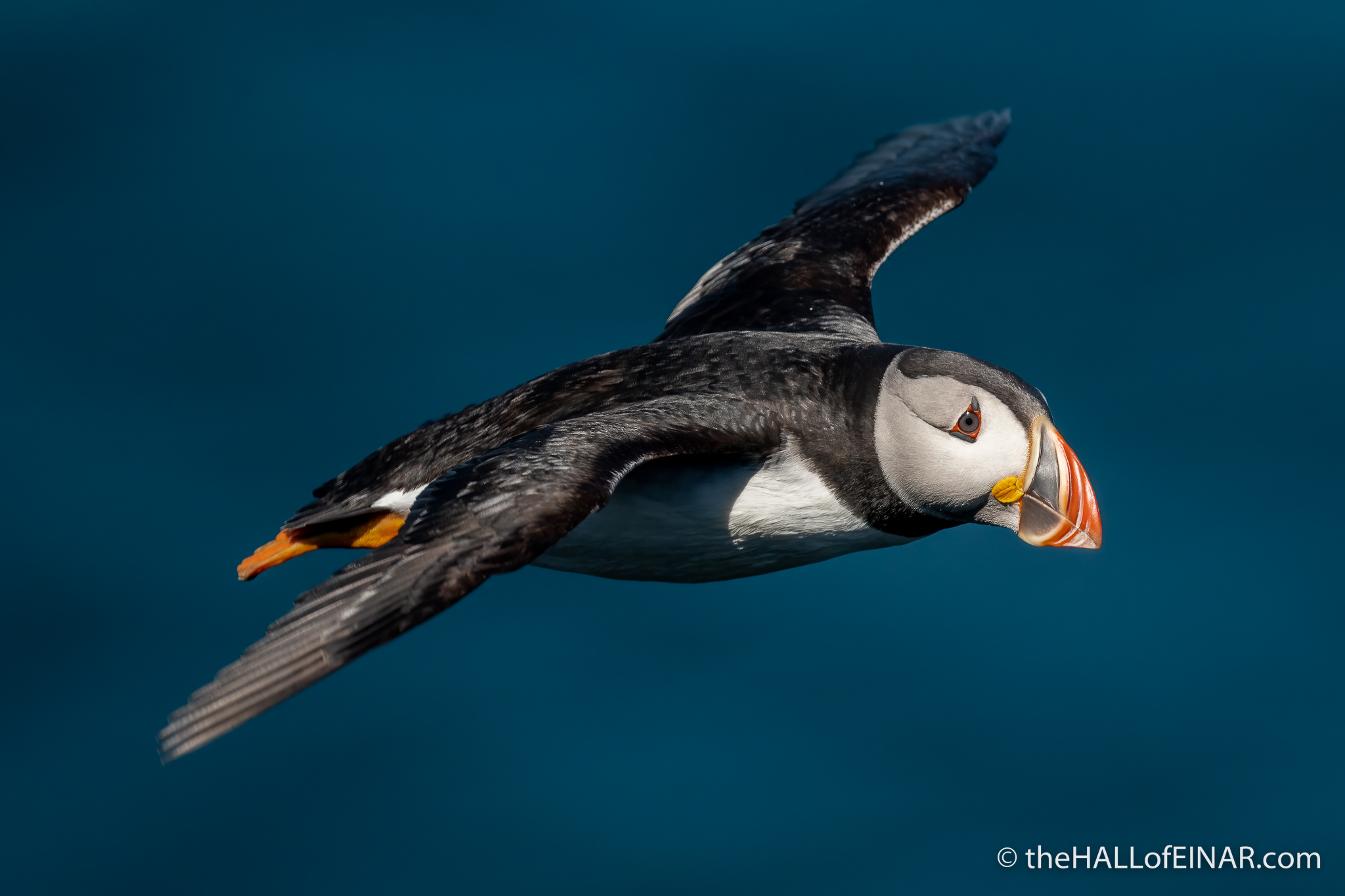 Flypast – David at the HALL of EINAR