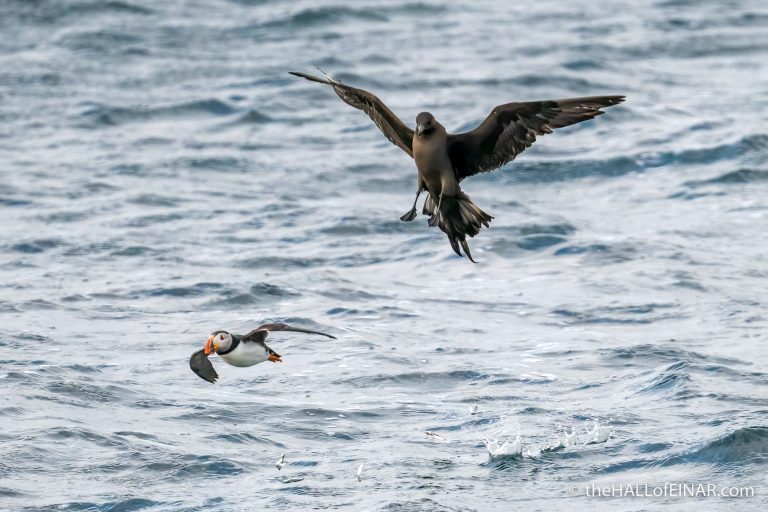 We’re going on a Puffin hunt – David at the HALL of EINAR
