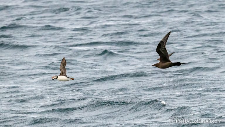 We’re going on a Puffin hunt – David at the HALL of EINAR
