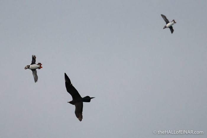 Puffins chased by Arctic Skuas – David at the HALL of EINAR