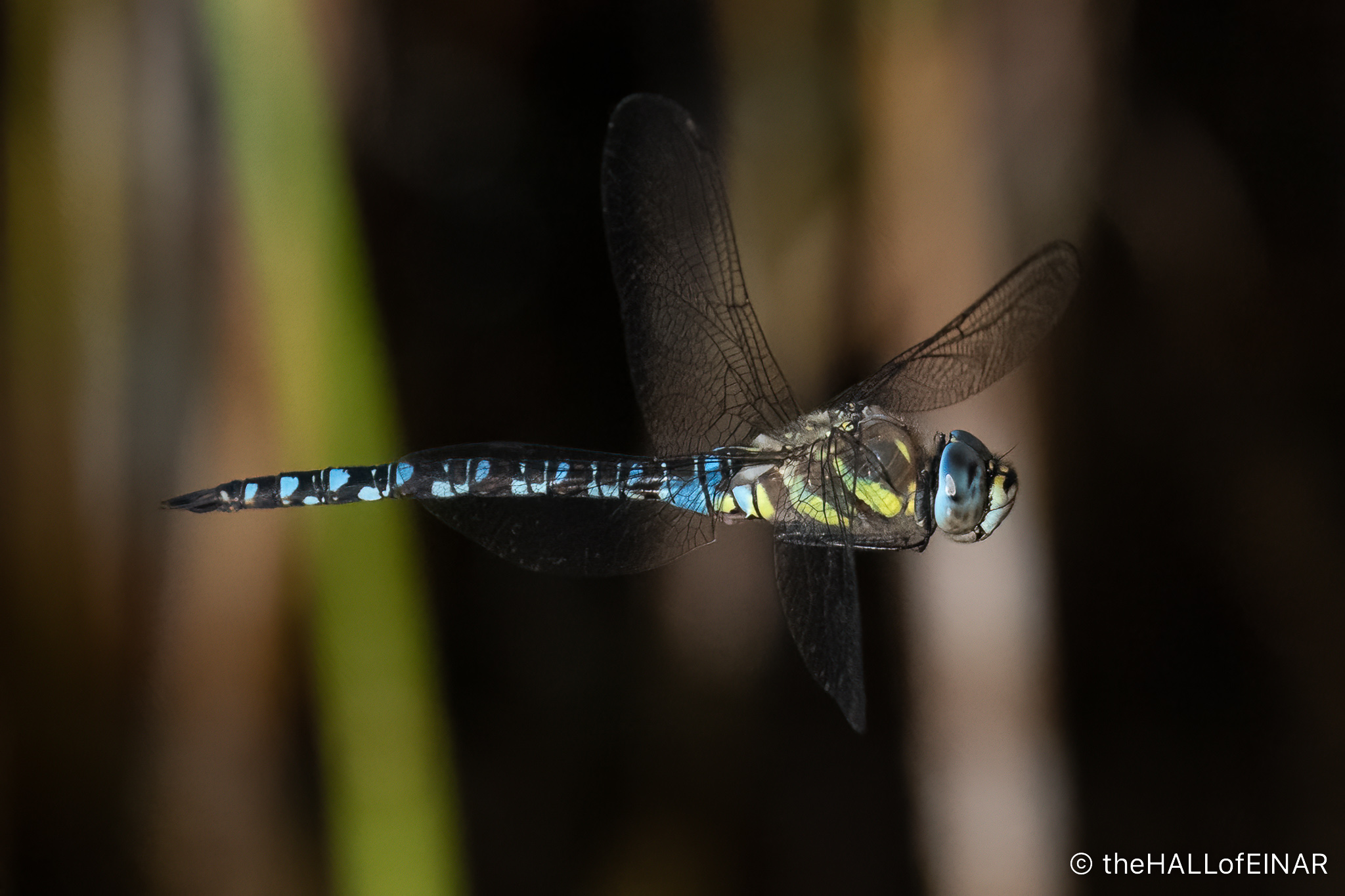 Dragonfly – The Hall of Einar – photograph (c) David Bailey (not the ...
